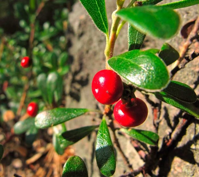 GAYUBA | Plantas medicinales para las infecciones urinarias